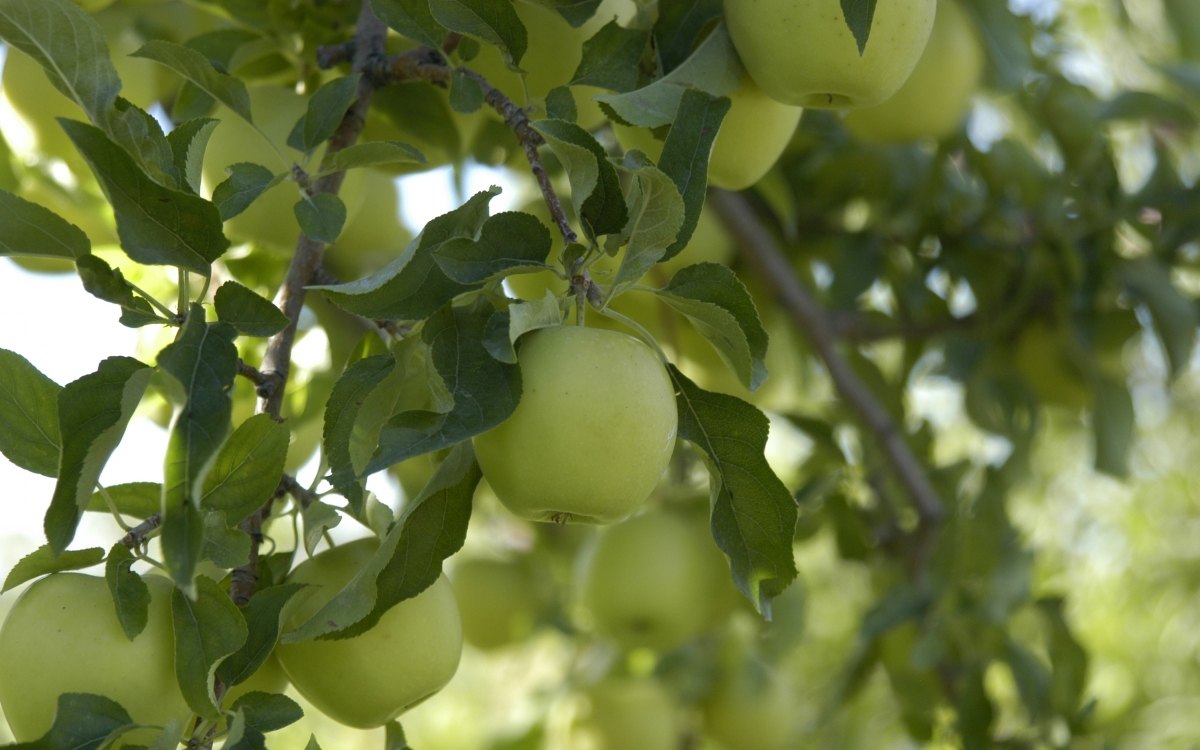 Naches Orchards - White Pass Scenic Byway